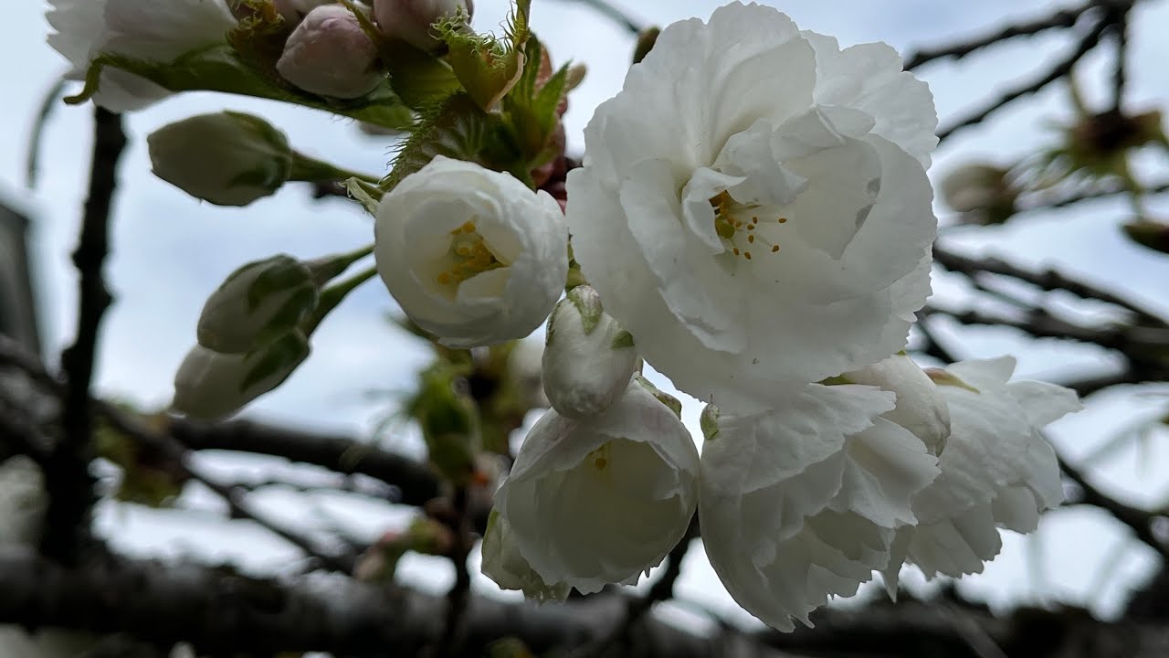 Beautiful Prunus flowers 💐 - YouTube