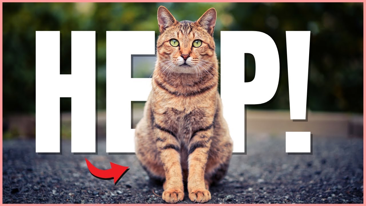 The Clearly Signs Your Cat Is Calling For HELP! 💡 - YouTube