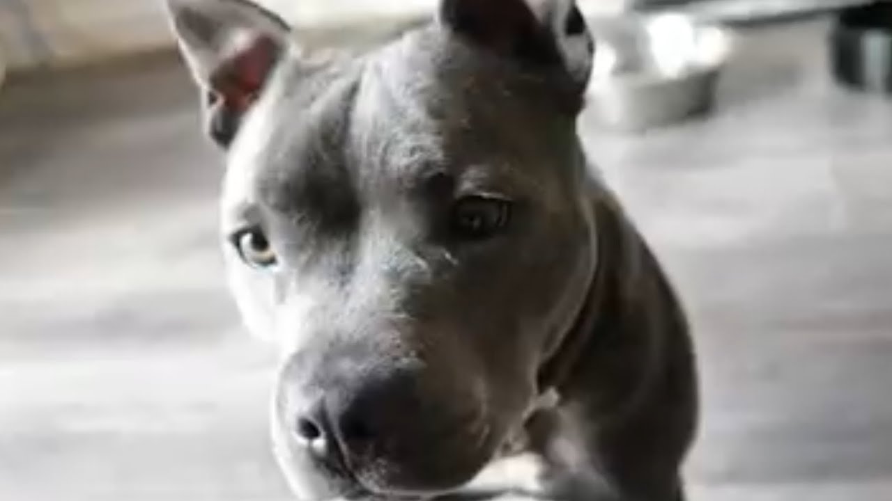 The Most Mischievous Staffordsire Bull Terrier on Youtube!! - YouTube