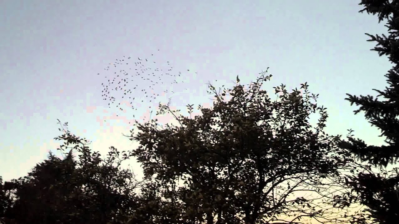 Birds flying swarm flocking shoaling zig zagging over Culpeper Virginia ...