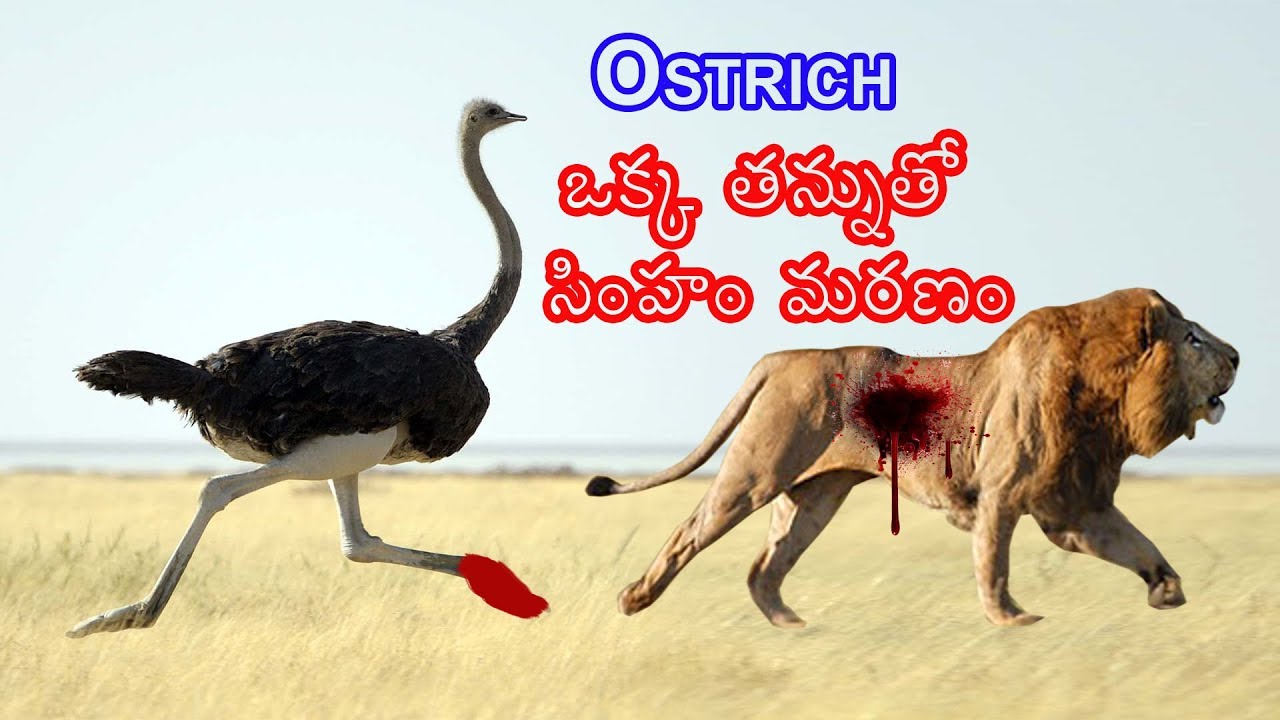 Lion died by a single kick of an Ostrich | Ostrich ఒక తన్నుతో సింహం ...