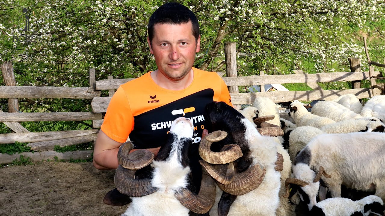 BERBECII și MIEII BREZI ai lui Marius Sigartău | Am găsit bucăți de ...