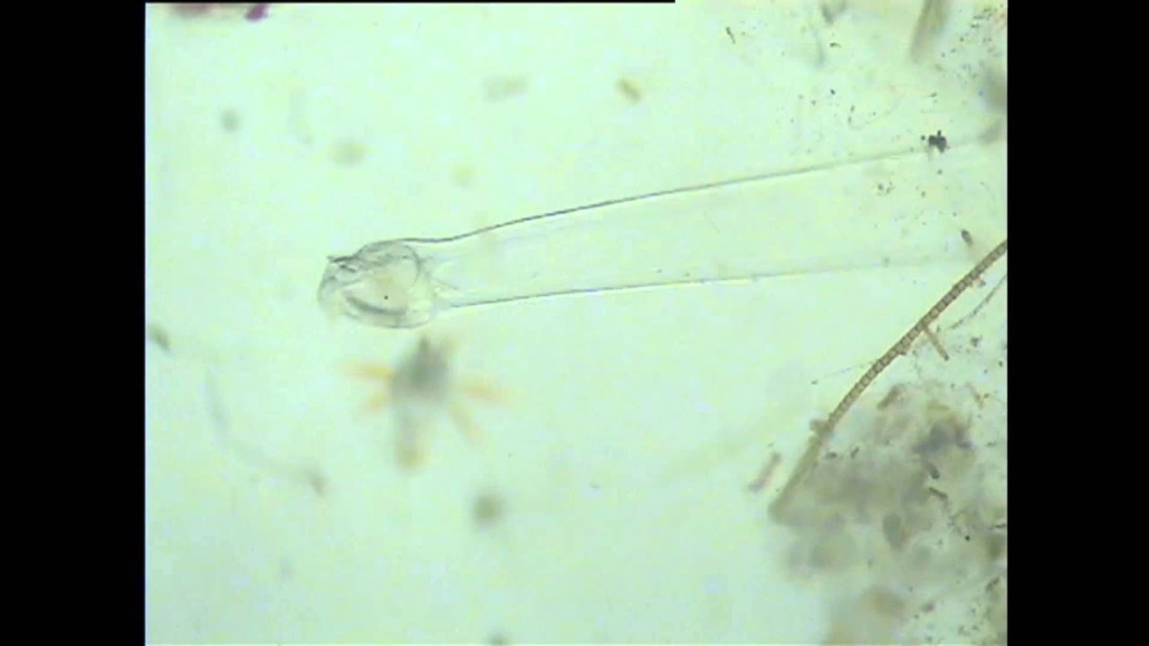 arrow worm - YouTube