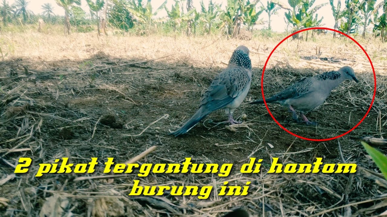 2 Pikat ranting,gugur menghadapi burung liar ini - YouTube