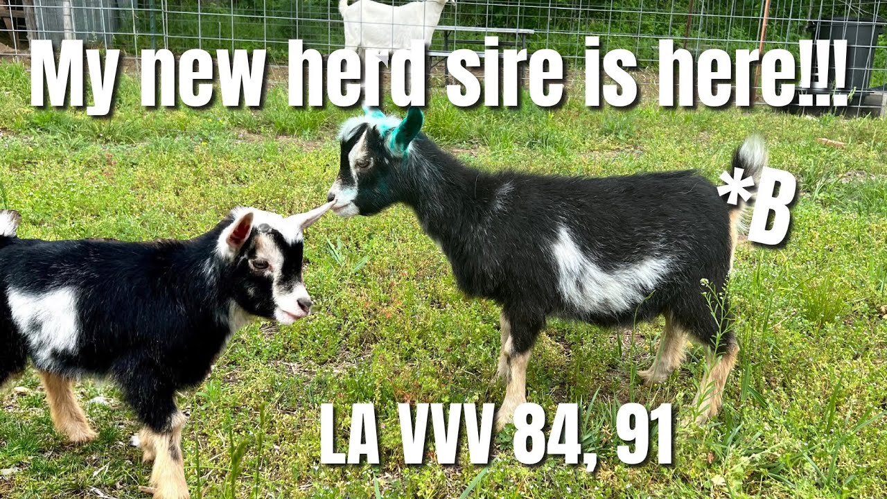 My NEW Herd SIRE is here!!! (Goat breeder things) - YouTube