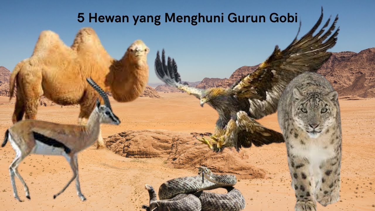 5 Hewan yang Menghuni Gurun Gobi / 5 Animals that Inhabit the Gobi ...
