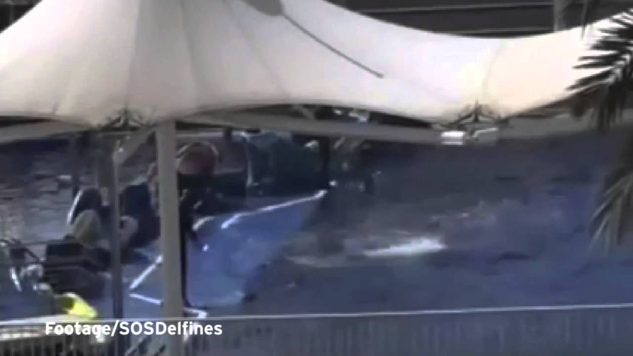 Real or fake 'Dolphin abuse' video is leaked amid claims aquarium boss ...