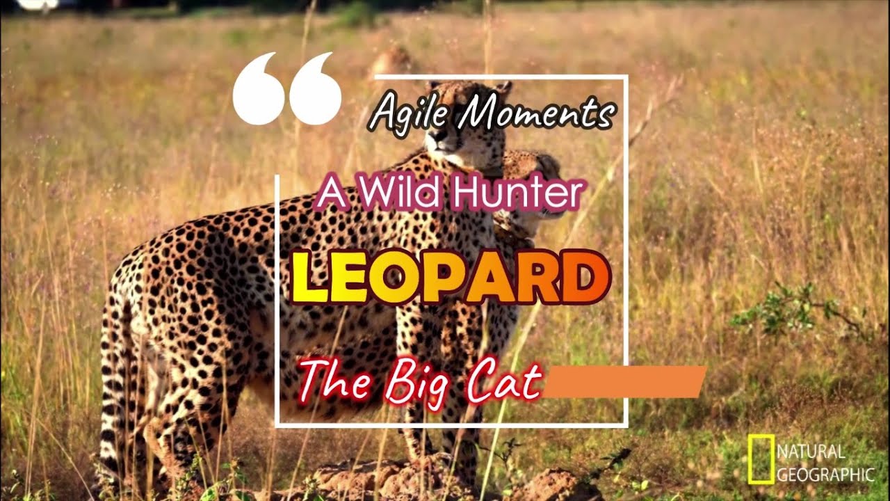 Leopard Attack, the most Agile and Deadly Big Cat, A Wild Hunter ...
