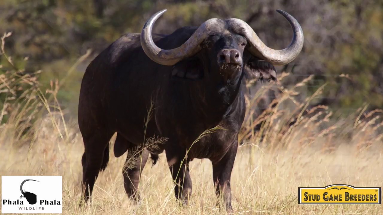 Buffalo Bull Nduvo by Phala Phala on Stud Game Breeders auction - YouTube