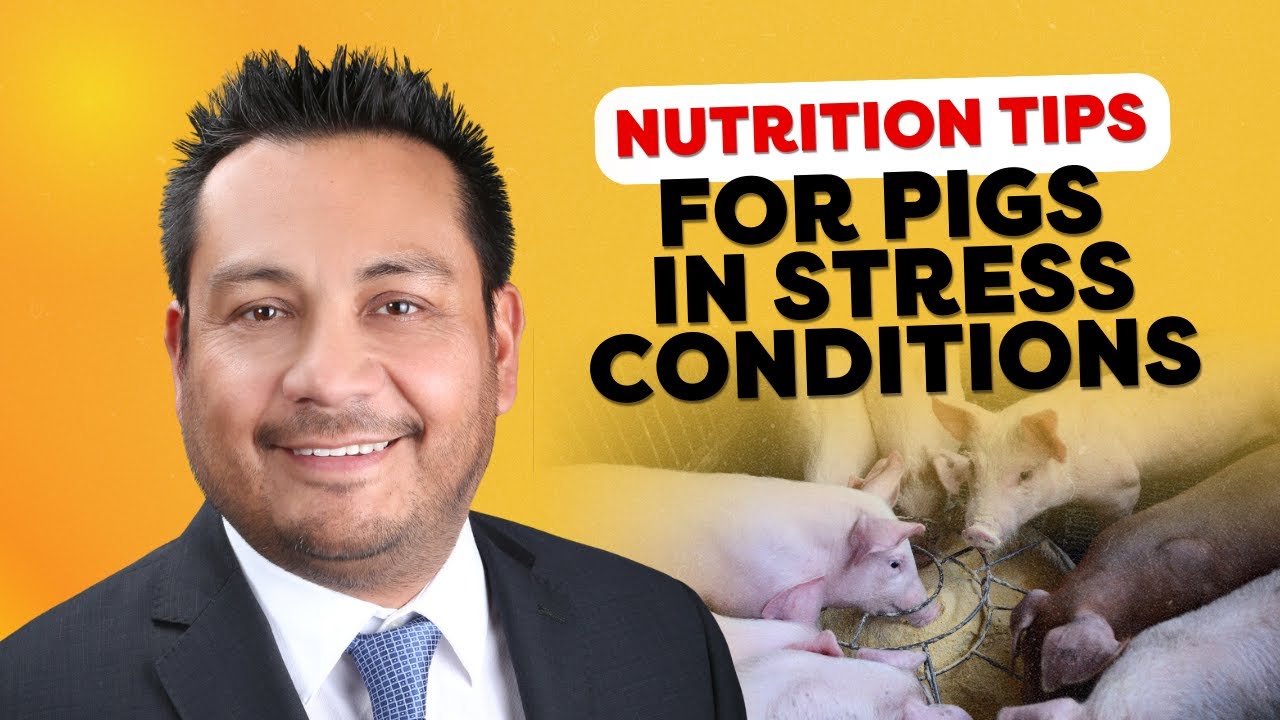 Optimizing Fat Use in Swine Diets - Dr. Roman Moreno - YouTube
