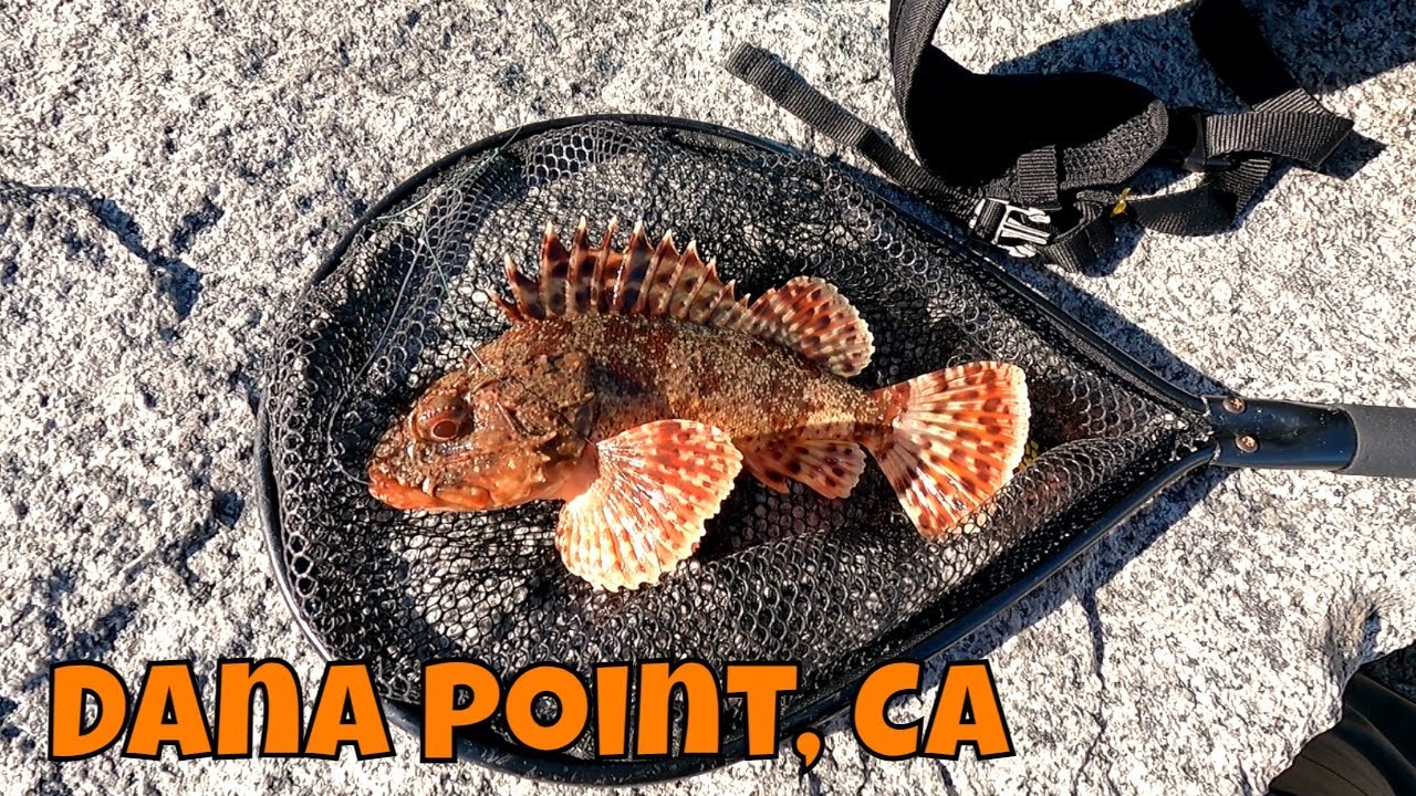 How Neat Are Sculpins? (9 Total Catches) Chilling and Jetty Fishing ...