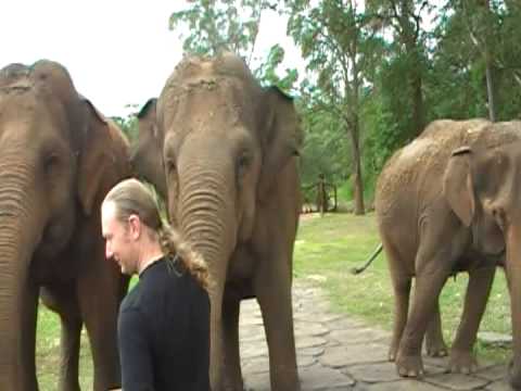 Australia Zoo Elephants - YouTube
