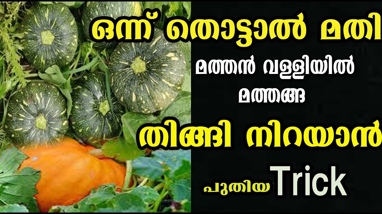 നൂറ് മത്തങ്ങാ ഉണ്ടാവും /mathanga krishi /poppy happy vlogs/malayalam ...