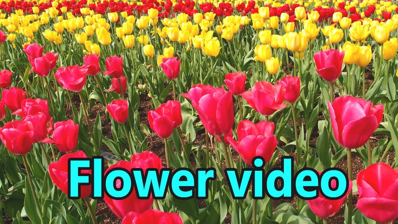 Beautiful natural flower video | wonderful natural garden video | 4k ...