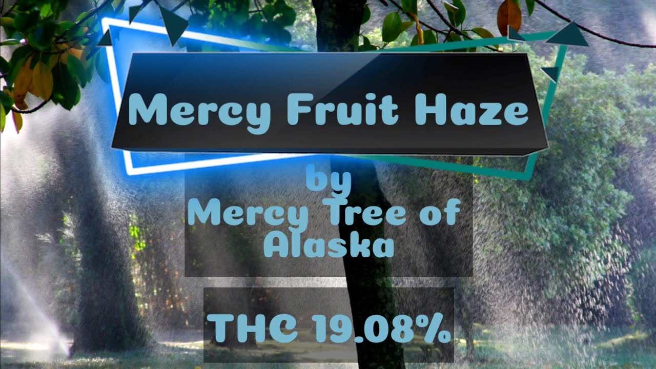 Mercy Fruit Haze Strain Review - YouTube
