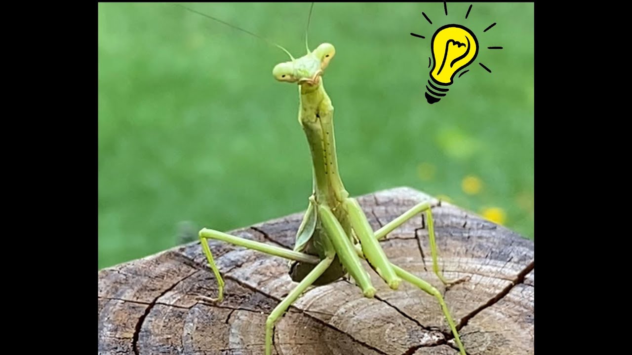 Dance with Praying Mantis 与螳螂共舞 - YouTube