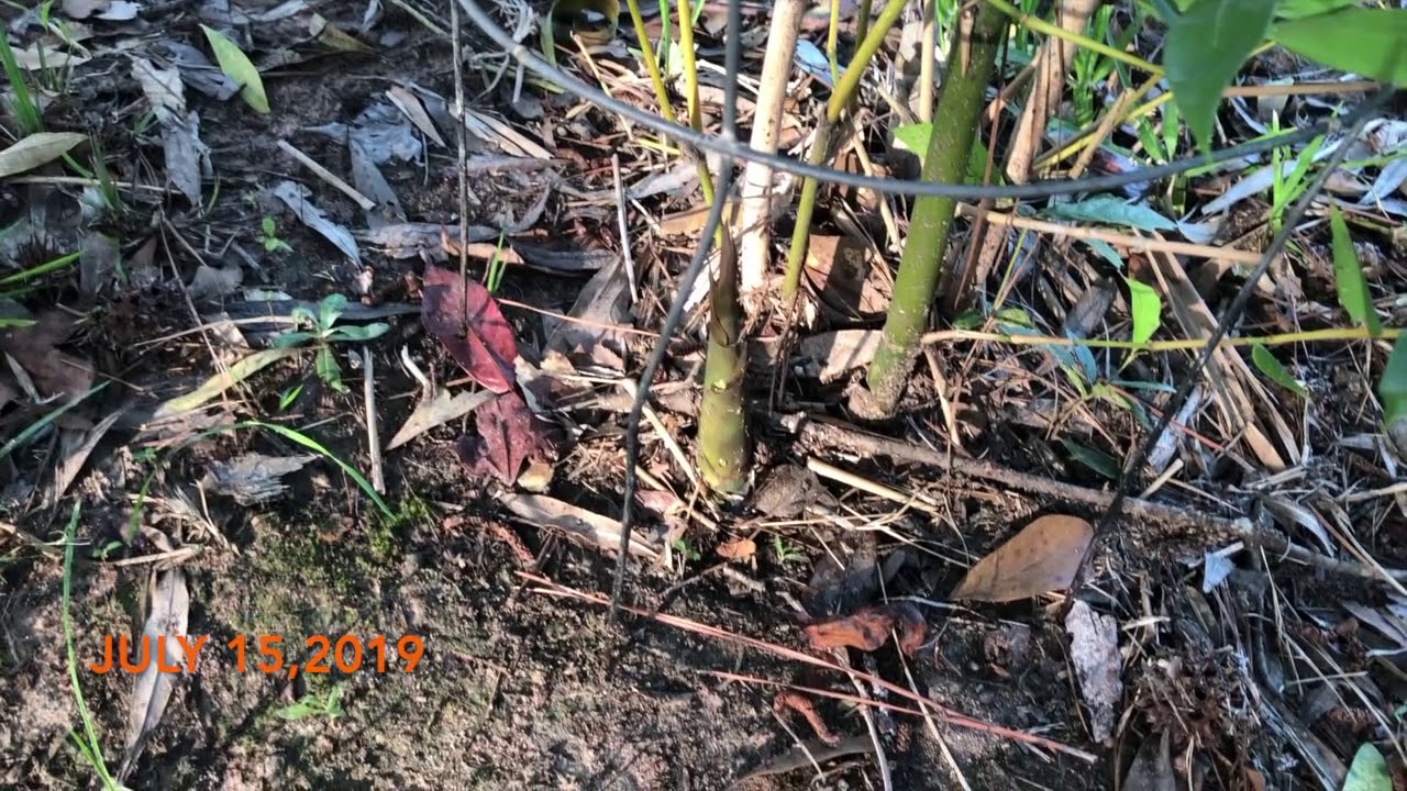 Bamboo Propagation, dividing a running bamboo - YouTube
