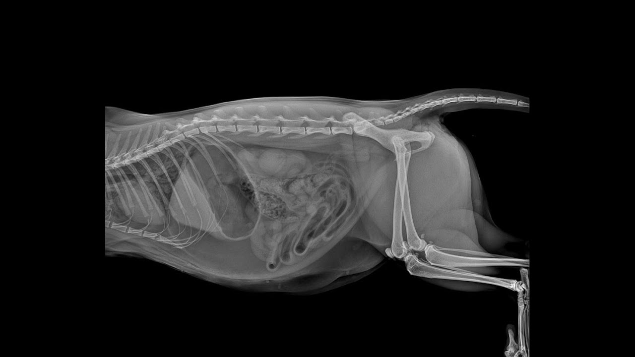 Veterinary Portable X-ray / EZ-805 동물용X-ray - YouTube