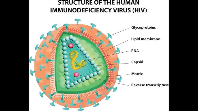 Labeled Hiv Model Structure And Genome Of HIV Wikipedia