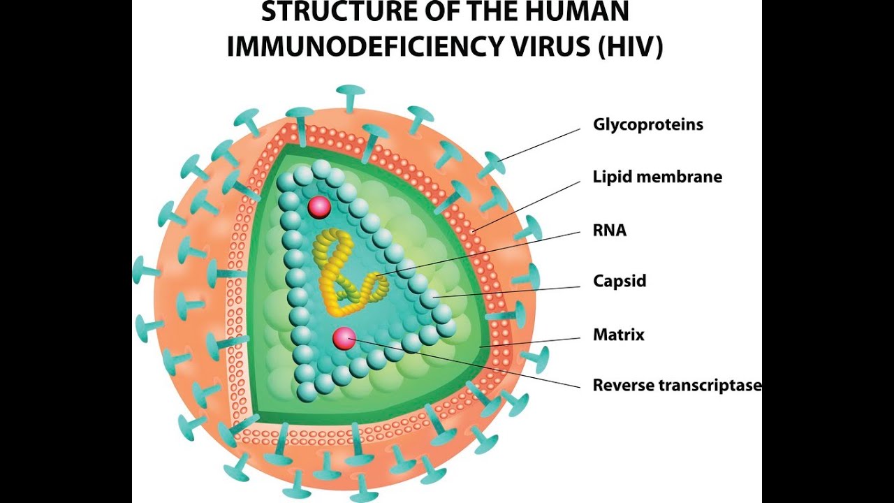 How HIV AIDS Got Its Name With Origins Of Stigma And Religious Language ...