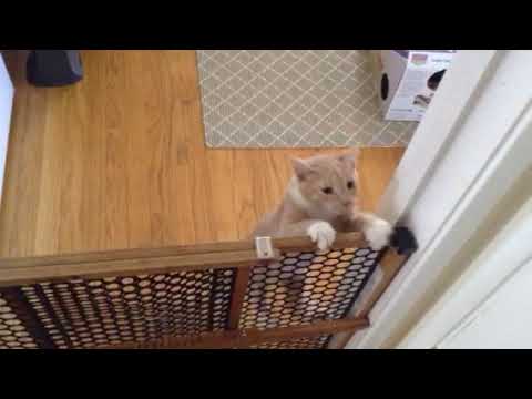 Xavier Climbing over Gate 08 29 2017 - YouTube