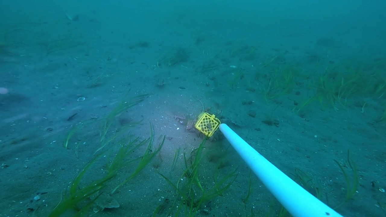 Porthdinllaen BRUV footage seagrass and soft sediment 11-08-2017 - YouTube