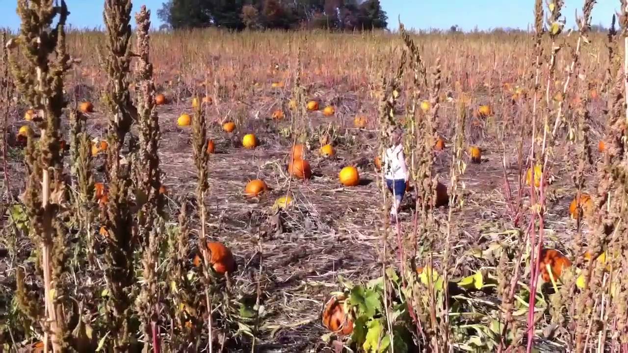 Punkin' Patch - YouTube