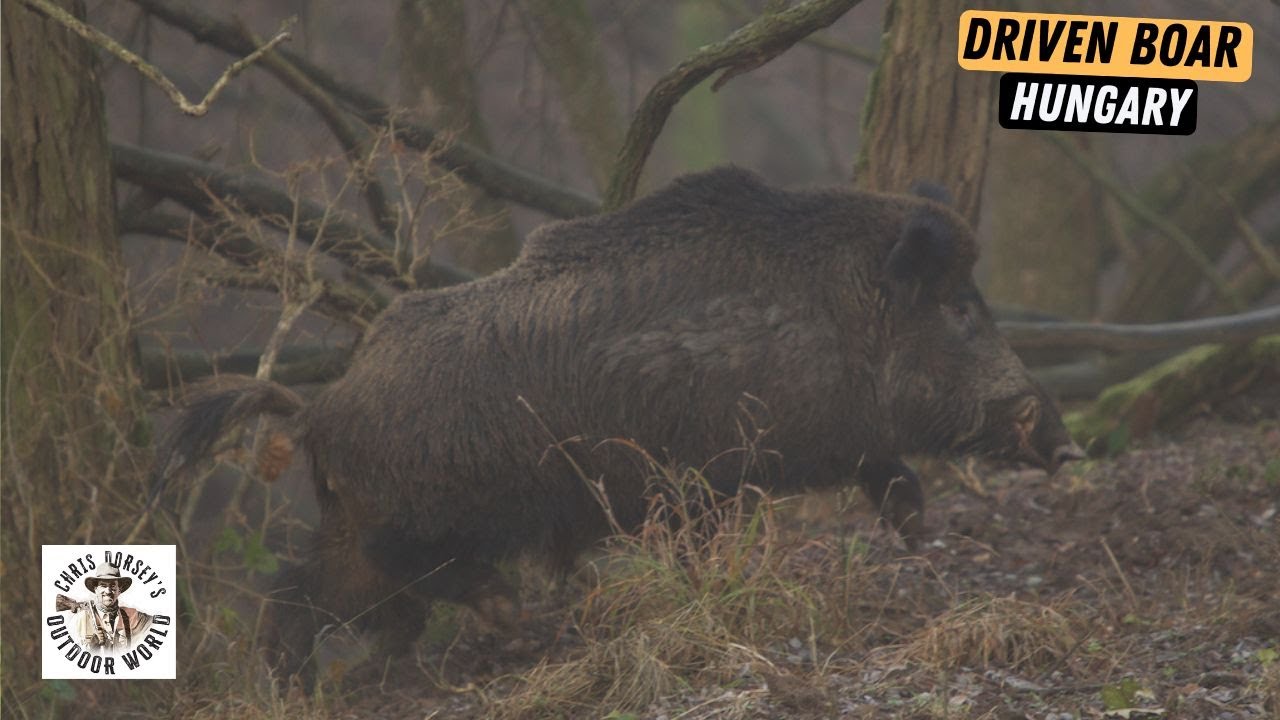 Epic Driven Boar Hunting in Hungary - YouTube