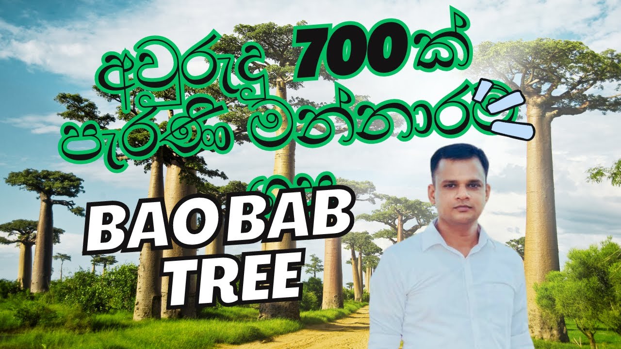 Baobab tree බයොබැබ් ගස - YouTube