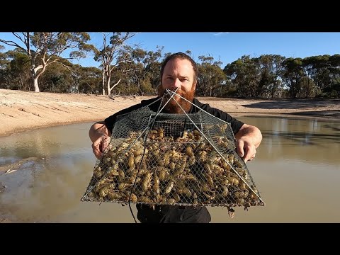 YABBY CATCH and COOK (crawfish, crawdad) - YouTube