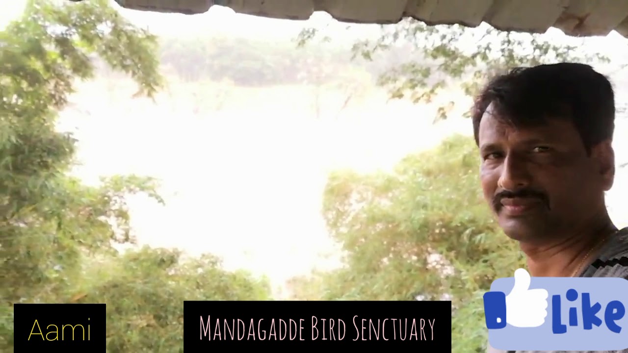 Mandagadde Bird Sanctuary - YouTube