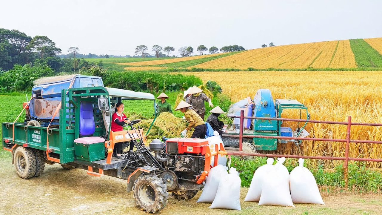Use Truck to Transport Rice Thresher in Harvest Season - Buy B40 Iron ...