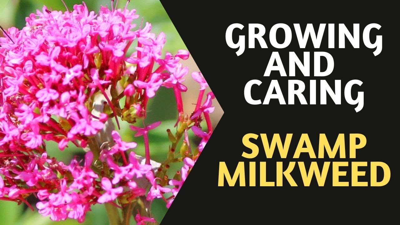 Complete Guide to Growing and Caring for Swamp Milkweed - YouTube