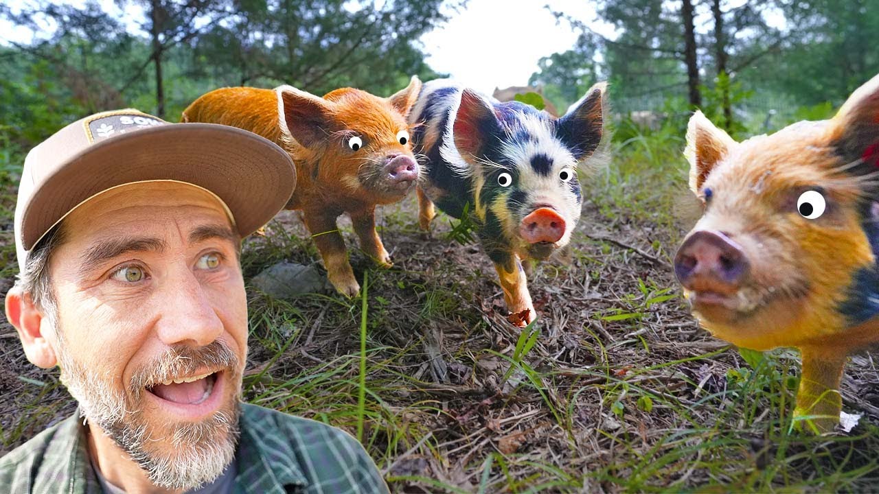Kune pigs in the Woods Need Water - YouTube