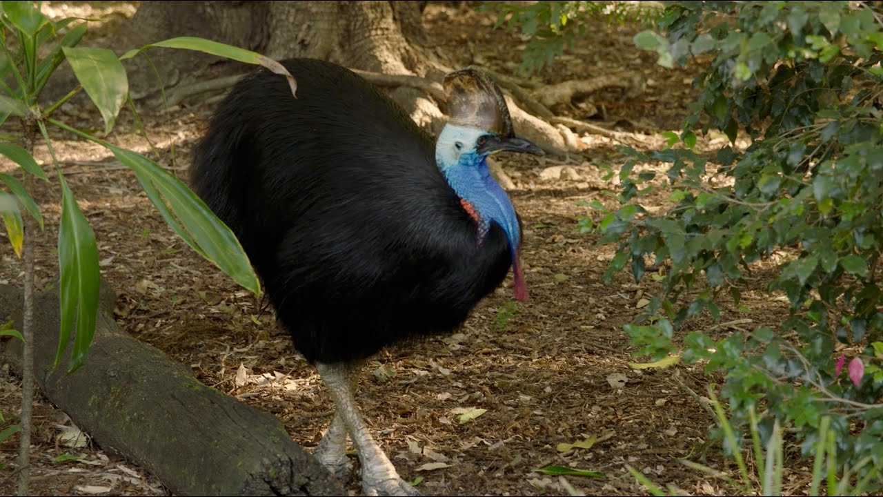 Flightless Birds YouTube flightless-birds-youtube