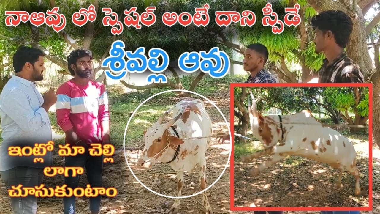 నా ఆవు పొయ్యే స్పీడ్ కి ఫ్యాన్స్ ఉన్నారు 🔥 Srivalli Cow Interview 💥 ఇంట్లో మా చెల్లి లా ఉంటది ఈ ...