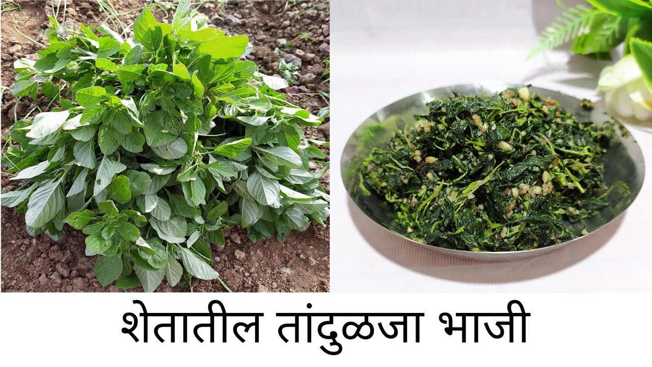 शेतातील आयुर्वेदिक तांदुळजा भाजी बणवण्याची पारंपारिक पद्धत | Tandulja ...
