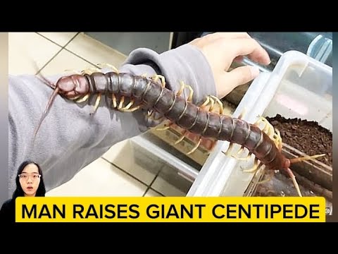 Man raises giant centipede - YouTube
