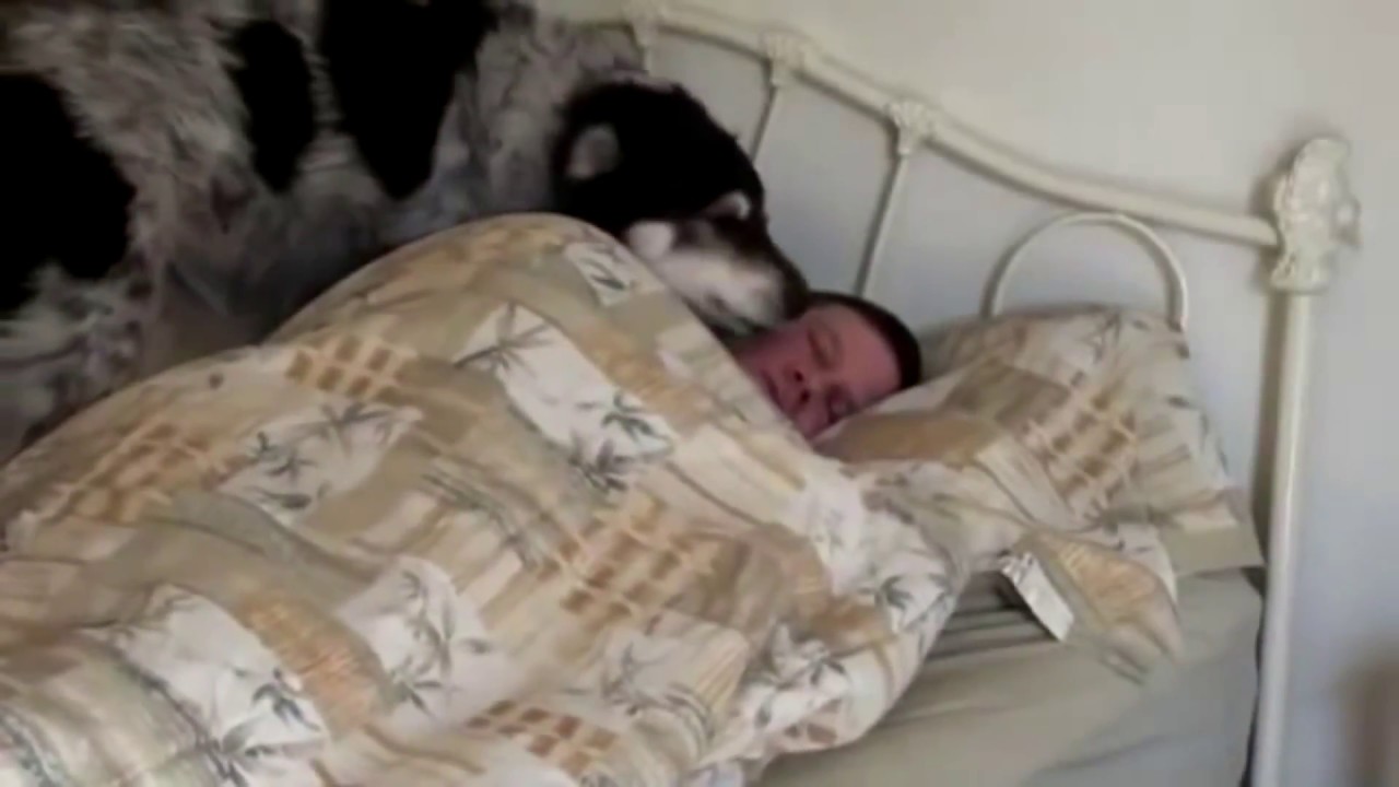 Cute dogs waking up owners - YouTube