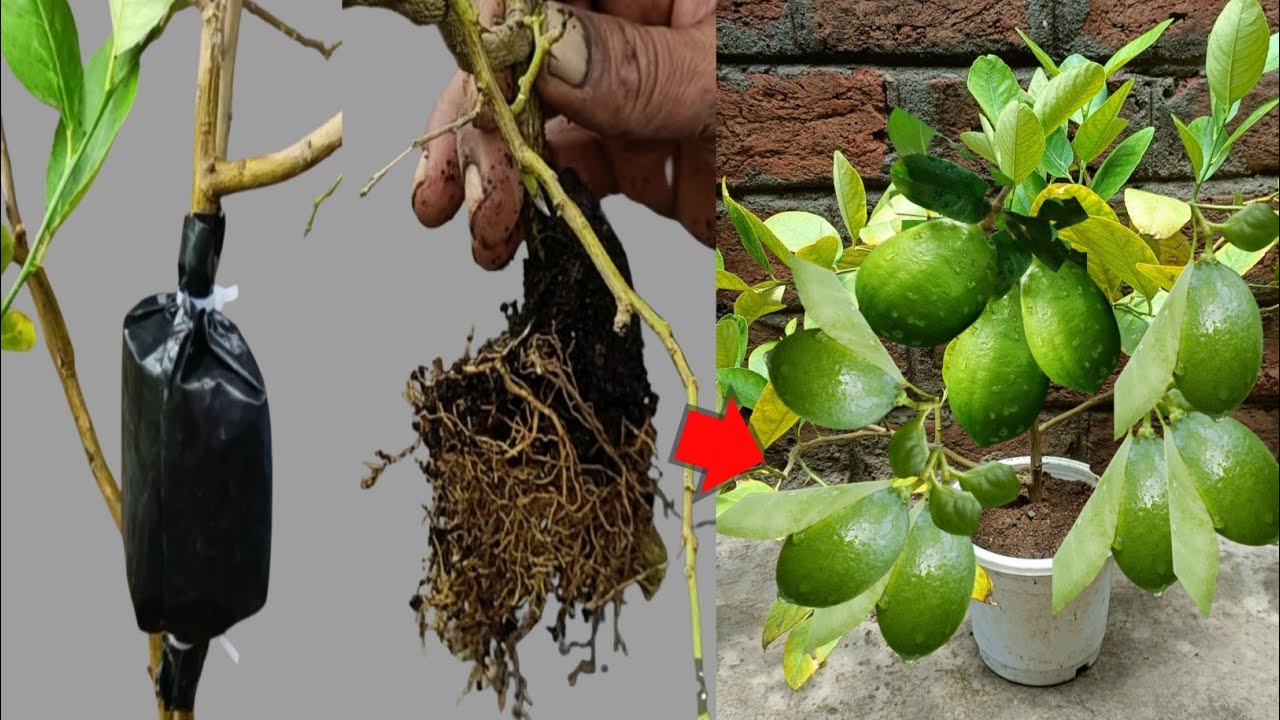 How to air layering lemon tree using parwal ||🌿 Ready to grow your own ...