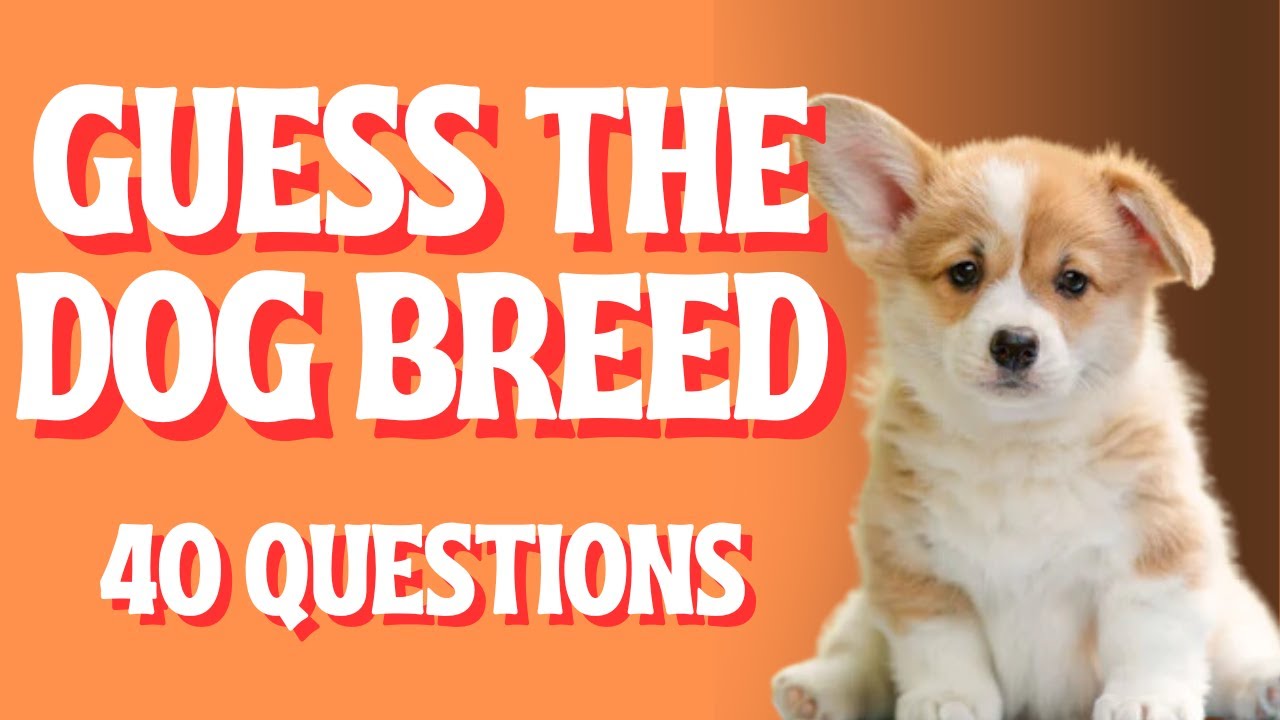 Can you Guess the Dog Breed from the Picture? Fun Animal Quiz (40 ...