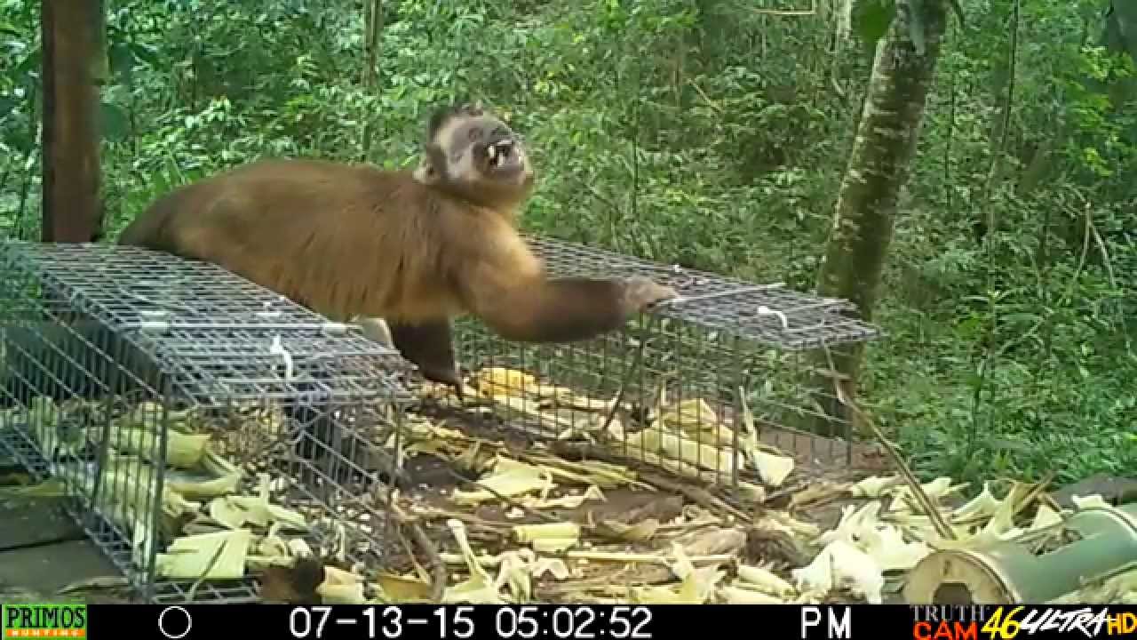 Azara's Capuchin monkeys in Paraguay - YouTube