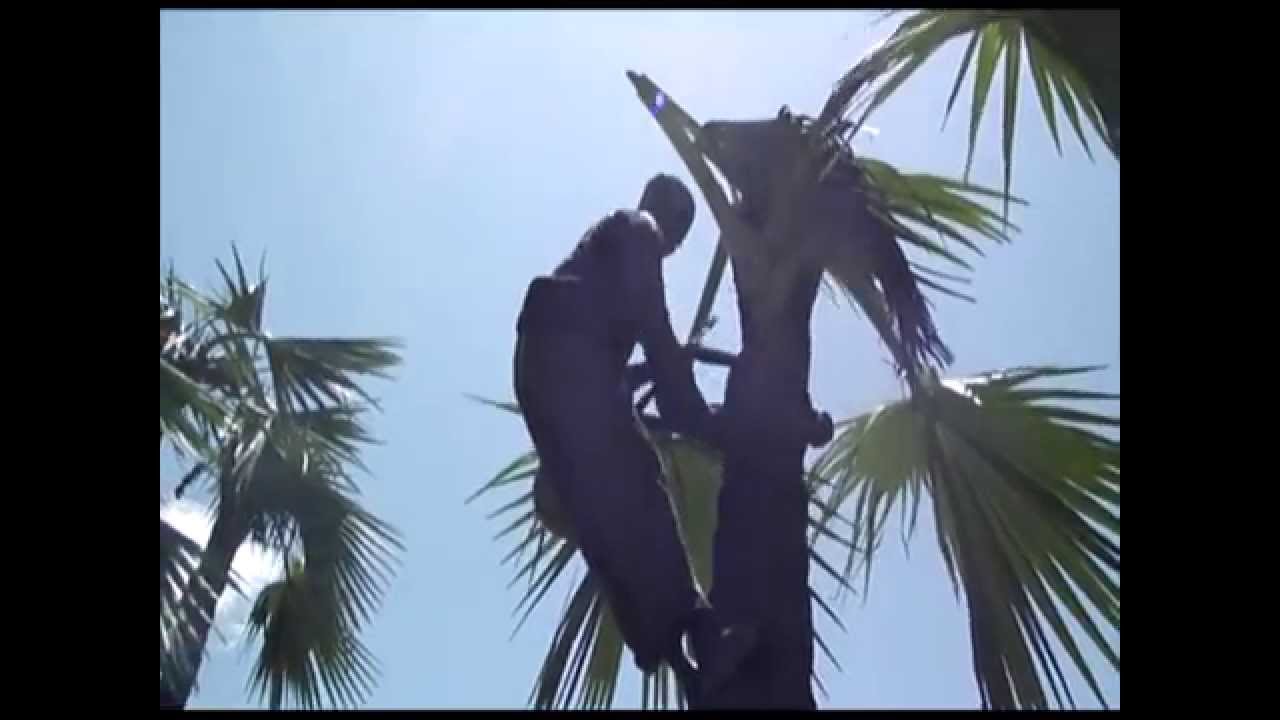 L'extraction du bandji - YouTube