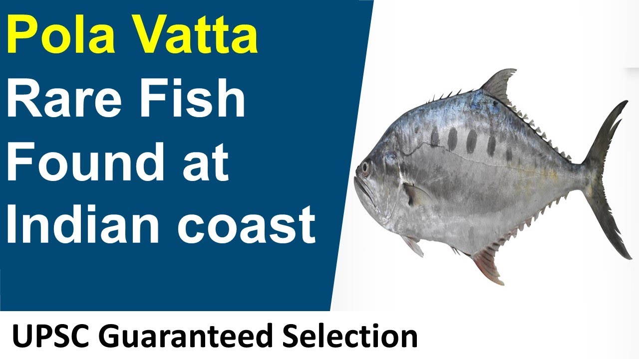 Pola Vatta Rare Fish Species | UPSC PSC current affairs - YouTube