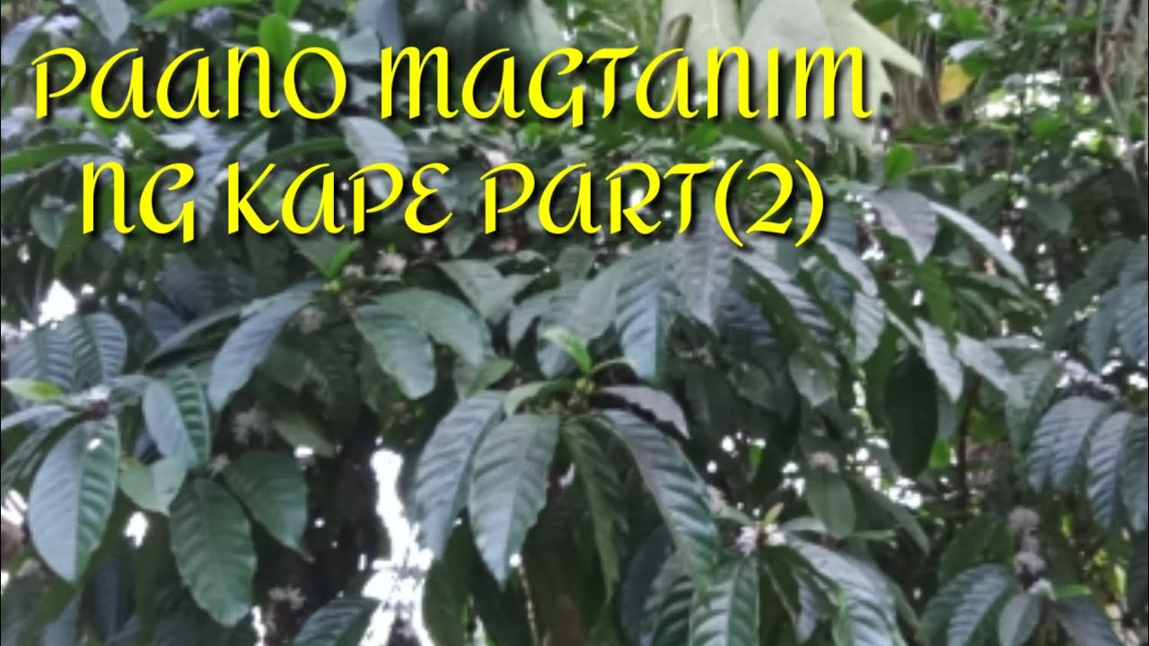 Paano magtanim ng kape(how to plant coffee .part 2 - YouTube