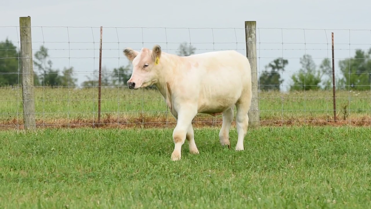 Hamilton Cattle - YouTube