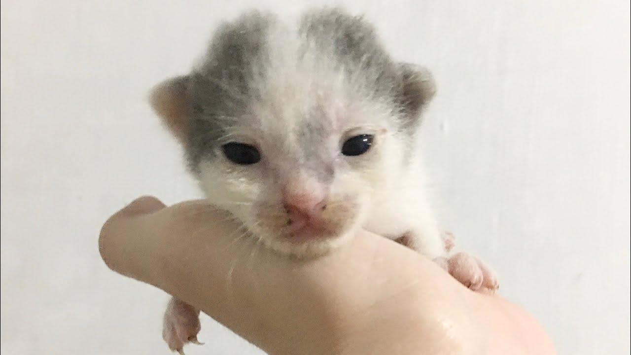 Shepi, day 11 | opened her eyes - YouTube