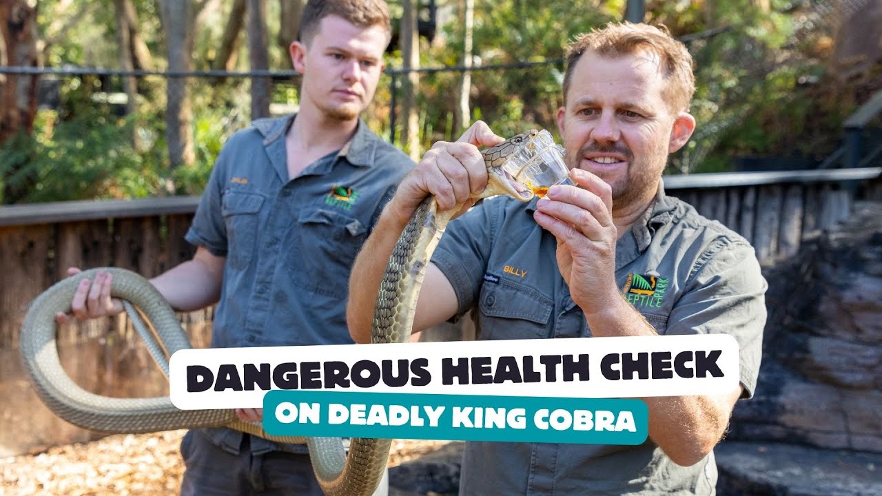 Zoo Keepers Perform Dangerous Health Check On Deadly King Cobra - YouTube
