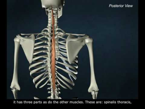 spinalis - YouTube
