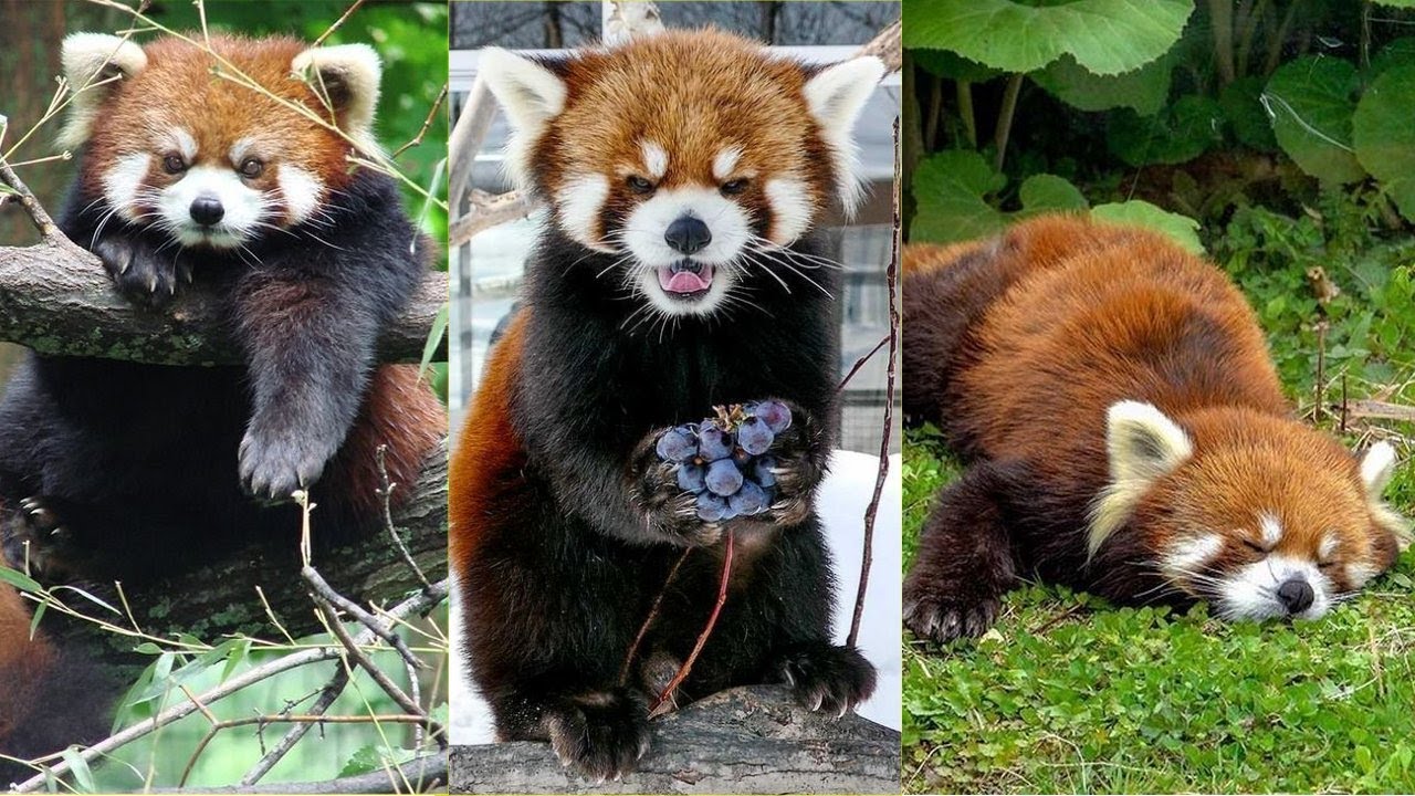 Choose your birthday month red panda my routine eat play nap - YouTube